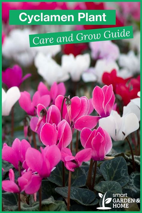 Cyclamen Plant Care And Growing Guide Smart Garden And Home