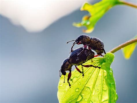 Sex Beetle Leaves Free Photo On Pixabay Pixabay