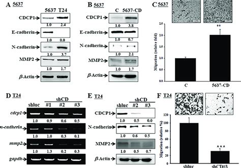 Effects Of Cdcp1 On The Emt Markers Alternation And Cellular Migration Download Scientific