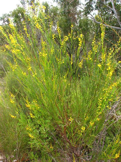 Viminaria Juncea Australian Plants Society