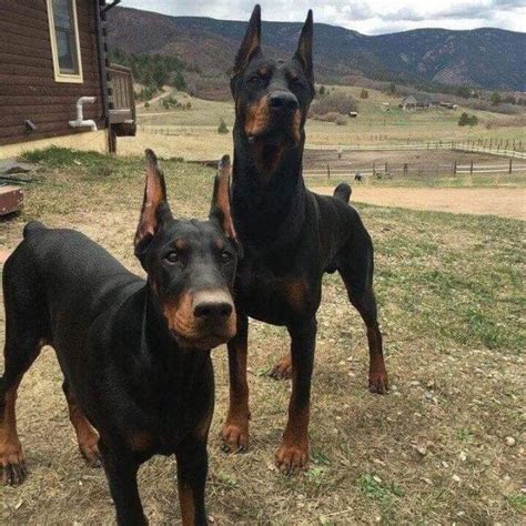 ბუნება • Nature