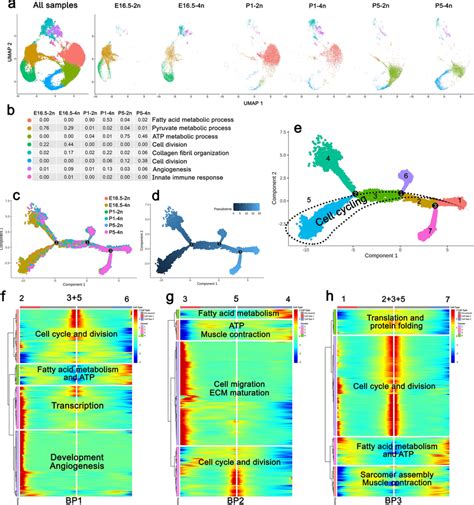 Cm Cell Cycle Exit And Maturation Are Initiated Before Birth A Umap