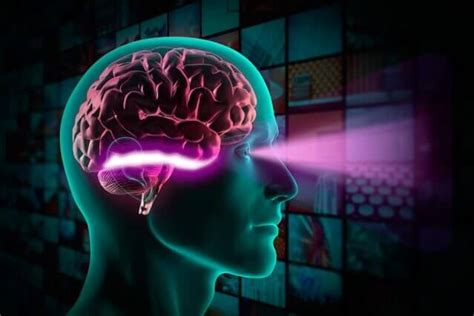 Inferotemporal Cortex How The Brain Recognizes Objects ScienceBlog Com