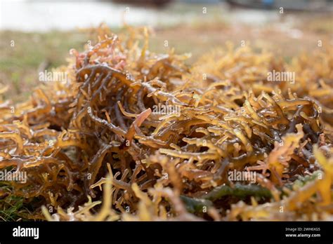 Seaweed Drying The Harvested Algae Are Dried In The Sun Or Drained Before Being Sold Stock