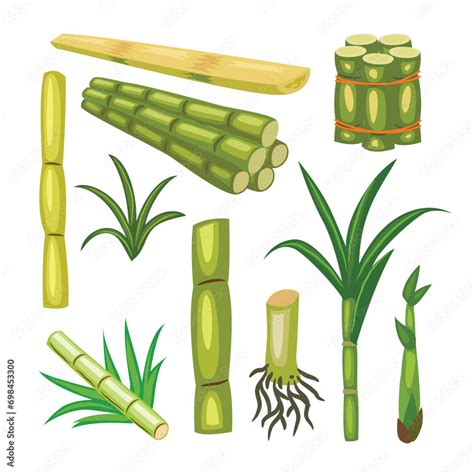 Various Of Sugarcane Plant Set Collection With Stem Root And Leaves