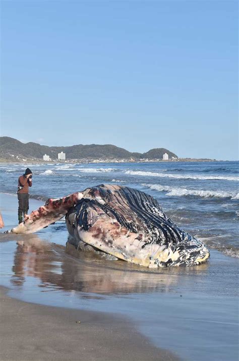 南房総の海岸にクジラ漂着 体長11メートル、ザトウクジラか 千葉日報オンライン