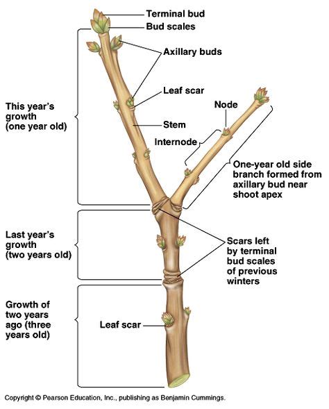 Discover 150 Botany Stems Branches Trunks Bark And Botany Ideas Tree Identification Trees