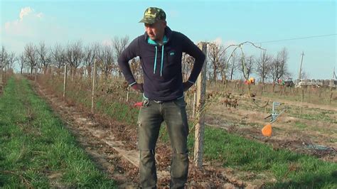 Поднятие ежевики на шпалеру. Как это делаем мы. - YouTube