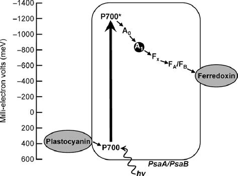 Scheme Of The Electron Transfer In Photosystem I And Approximate
