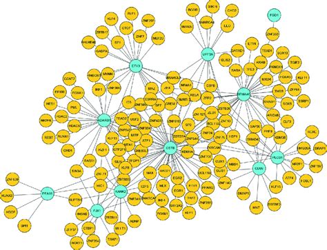 TF Gene Interaction Network Based On Common DEGs Nodes In Green Color Download Scientific