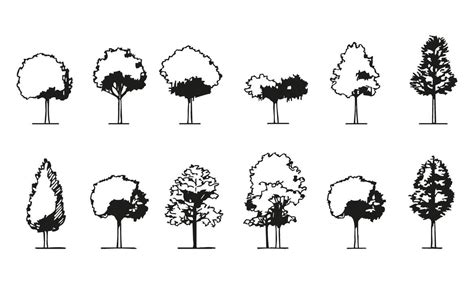 Architectural Tree Elevation Vector Art Icons And Graphics For Free