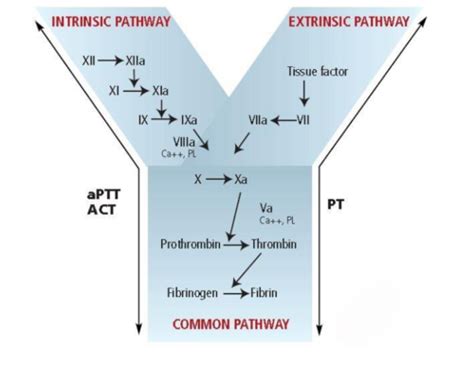 Investigation Of Bleeding Coagulation And Platelet Disorders Flashcards Quizlet