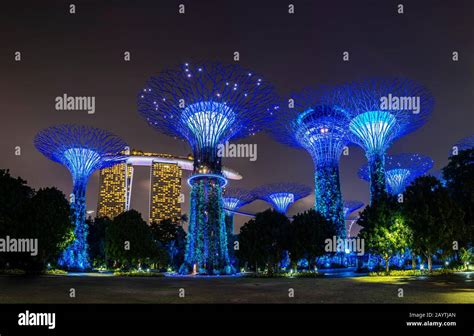 Supertrees At Night Marina Bay Sands Hotel In The Background