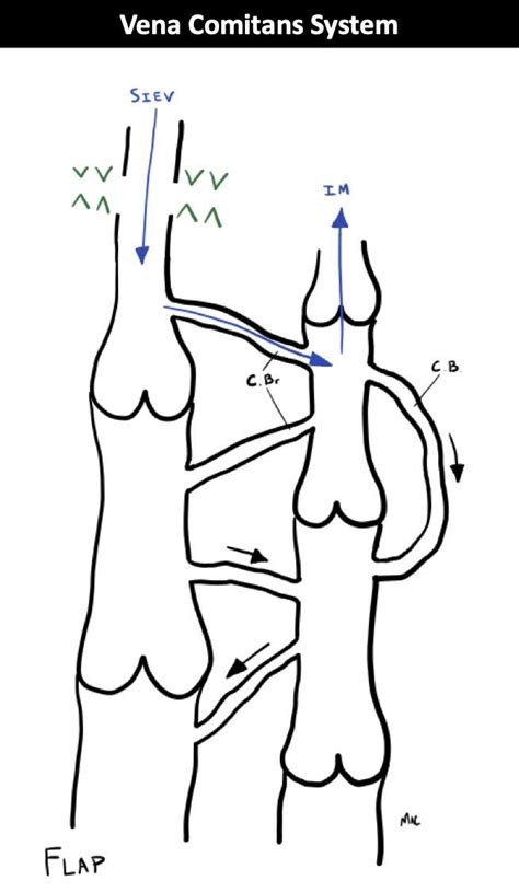 Aaps Incidence Of Patent Retrograde Flow Through Vena Comitans In
