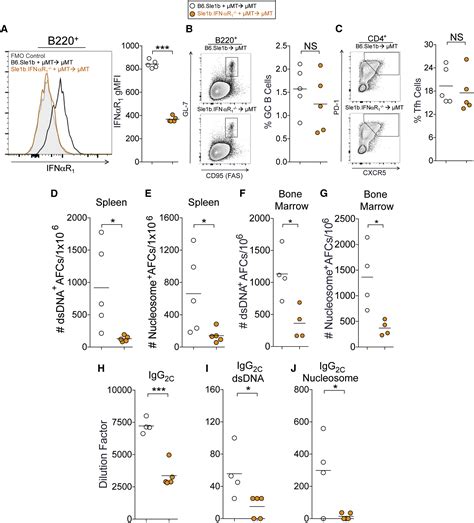 B Cell Intrinsic Type 1 Interferon Signaling Is Crucial For Loss Of