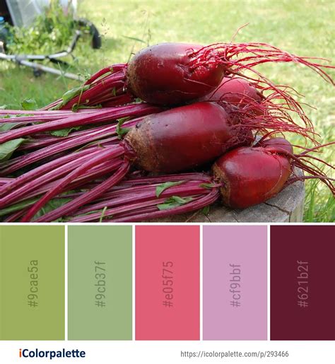6 Beetroot Color Palette Ideas In 2024 Icolorpalette