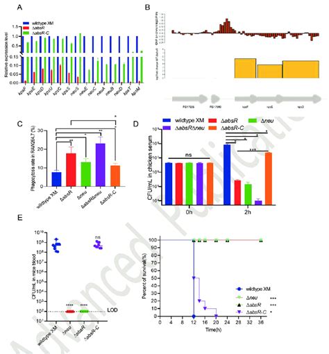 Absr Directly Regulates The Expression Of K1 Capsular Genes And