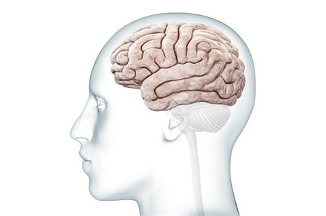 Cerebral Cortex Or Hemisphere Profile View With Body Accurate 3d Rendering Illustration