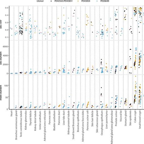 Number Of Somatic Mutations Per Genome The Number Of Somatic Mutations