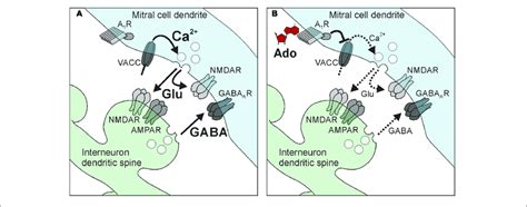 Hypothetical Scheme Of Adenosine Mediated Attenuation Of Reciprocal