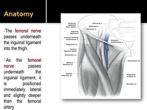 PPT Lumbar Plexus Block Femoral Nerve Block PowerPoint Presentation ID