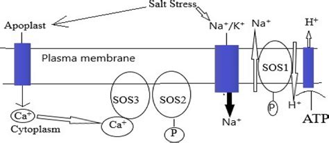 Salt Overly Sensitive Sos Stress Signaling Pathways That Lead To