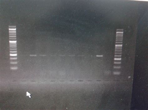 Primer Dimer Temperature At Rose Woods Blog