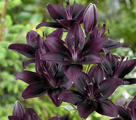 Lily Flower Classification At Jenny Abate Blog