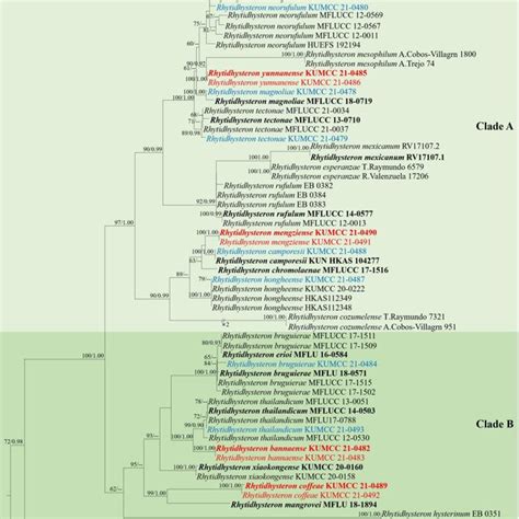 phylogenetic tree generated from raxml analyses based on combined lsu