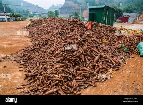 Cassava Root Manihot Esculenta Aka Brazilian Arrowroot Manioc And