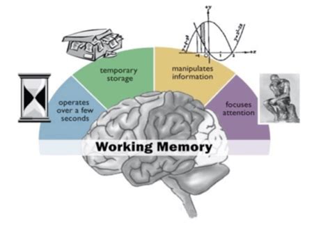 learning and memory flashcards quizlet