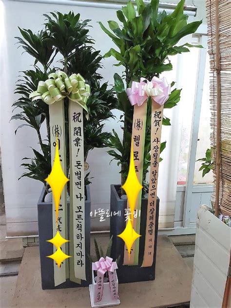 [개업화분 키큰화분] 개업선물 대형식물 콤펙타 황금죽 식물인테리어 대치동꽃집 강남꽃배달 대치사거리꽃집 네이버 블로그