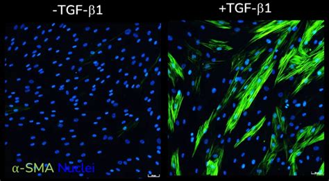 Fmt Assay Service Get Quote Rfq Price Or Buy