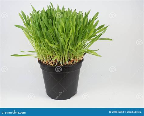 Catnip Plant Scient Name Nepeta Cataria Stock Image Image Of Catswort Plant 289845353 Catnip Plant Scient Name Nepeta Cataria Stock Image Image Of Catswort Plant 289845353