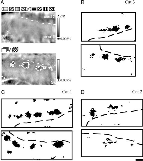 figure 3 from functional organization of the cat visual cortex in relation to the representation