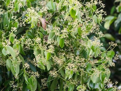 Cinnamon - The Daily Garden