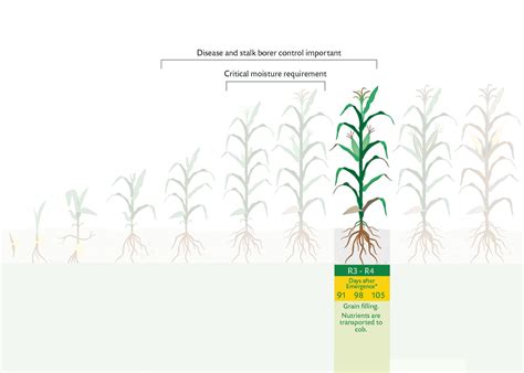 Yellow Maize