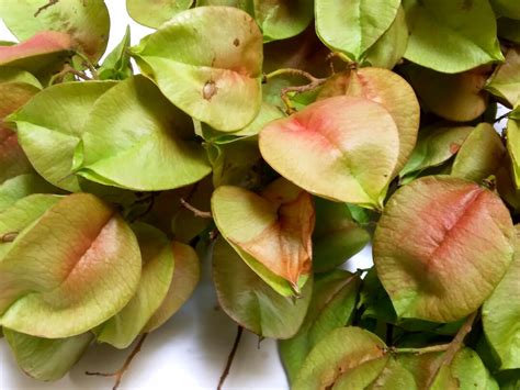 Branches Of Lantern Style Seed PODS From The Golden Rain Tree Fresh Decorative Element Etsy