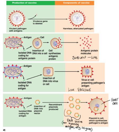 Iandcm Applications Of The Immune System Final Flashcards Quizlet