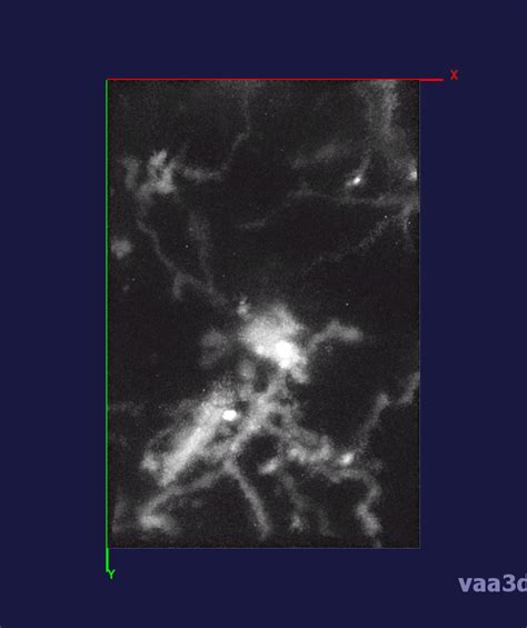 Segmentation Results Of 3d Microglia Images Download Scientific Diagram
