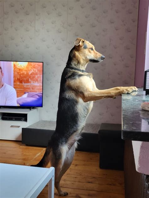 Hermine Julias Tierheim In Ahaus