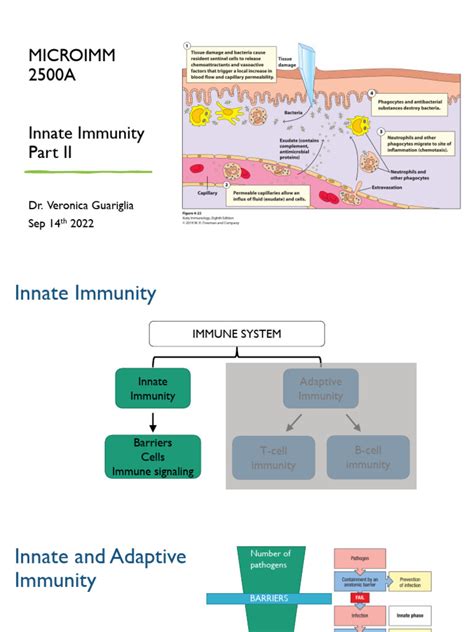 Nate Immunity Part Ii Upload Pdf Immune System Innate