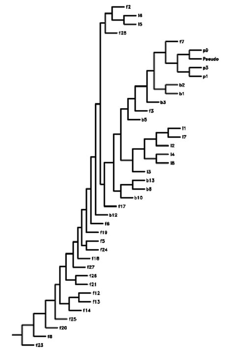 Phylogenetic Tree Derived From Maximum Parsimony Analysis Of Its Download Scientific Diagram