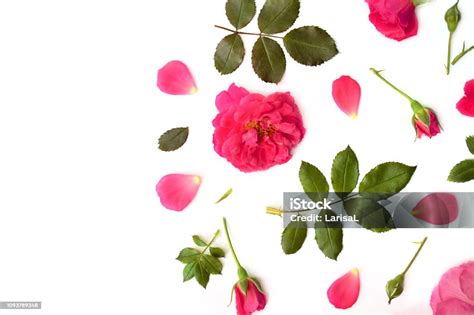 섬세 한 장미 꽃 봉 오리와 잎입니다 흰색 배경 평면도 평면 레이아웃에 고립 배경 화면 그림 엽서 및 디자인의 다양 한에서 사용할 수 있습니다 0명에 대한 스톡 사진 및
