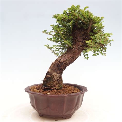 Outdoor Bonsai Ulmus Parvifolia Hokkaido Chinese Elm E