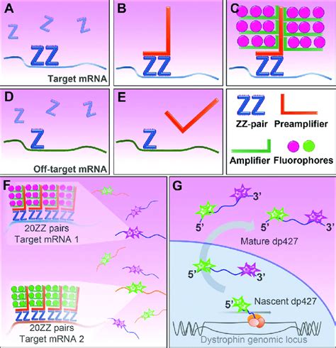 Rnascope Ish Method A Rnascope Zz Probe Pairs Bind 30 50 Bases Of Download Scientific