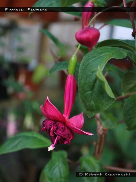 Fiorelli Flowers - FuchsiaFinder