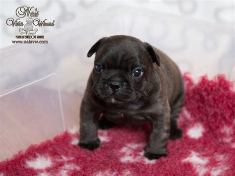 Щенки французского бульдога