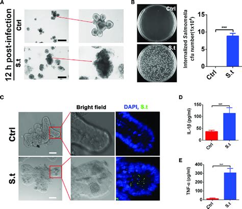 Salmonella Typhimurium Infection And Invasion In Mouse Small Intestinal
