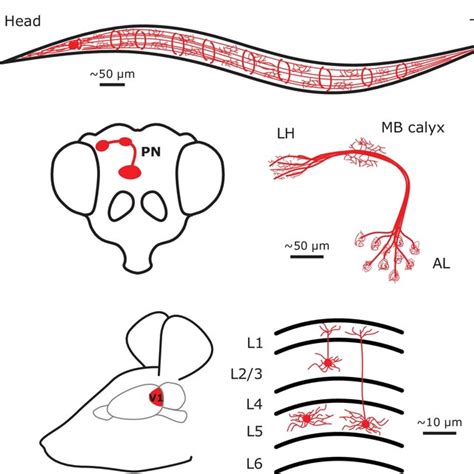 Illustrations Depicting The Morphological Reconstructions Of Neurons In Download Scientific